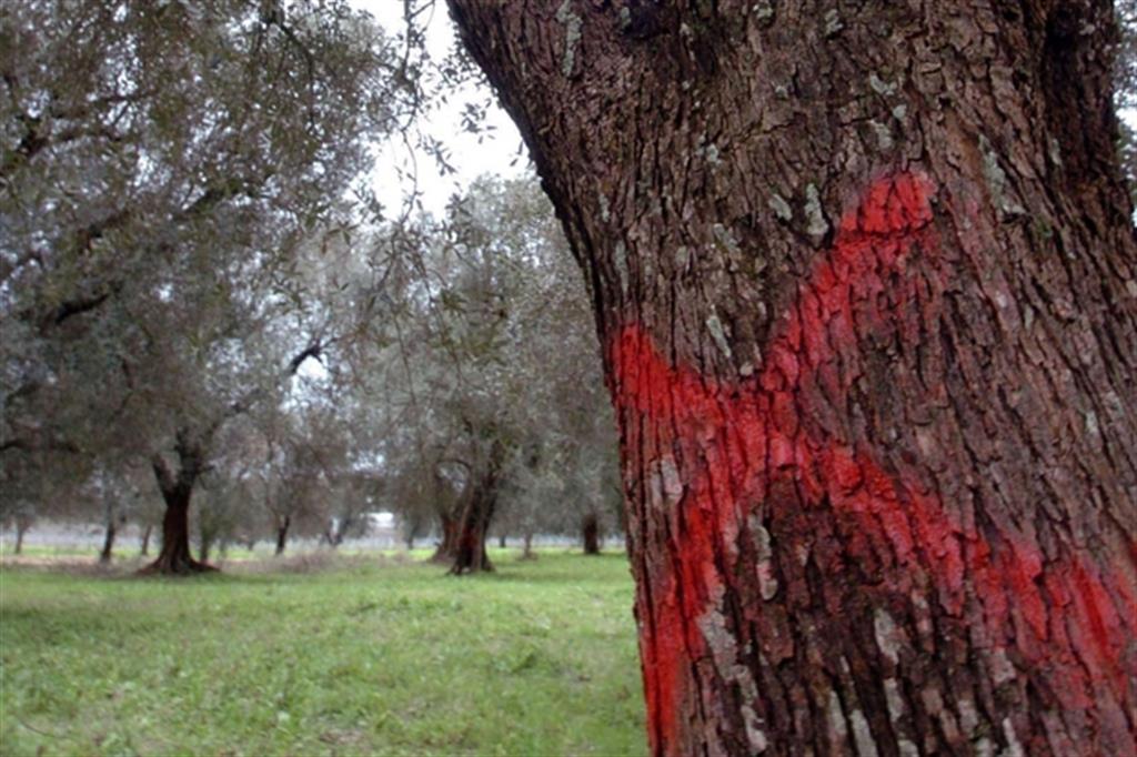Xyella: danni per 1 mld dalle piante malate dall'estero - Coldiretti Xyella: danni per 1 mld dalle piante malate dall'estero - Coldiretti